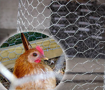 Wire Mesh & Wire Netting / Chicken Wire Netting | qunkun